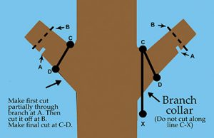 Tools and Tips for Springtime Yard Care - Extreme How To