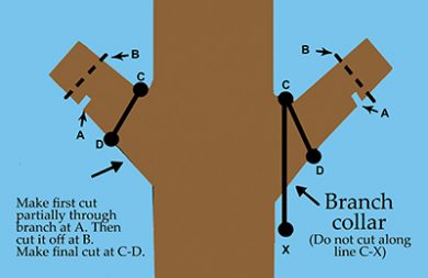 Tools and Tips for Springtime Yard Care - Extreme How To